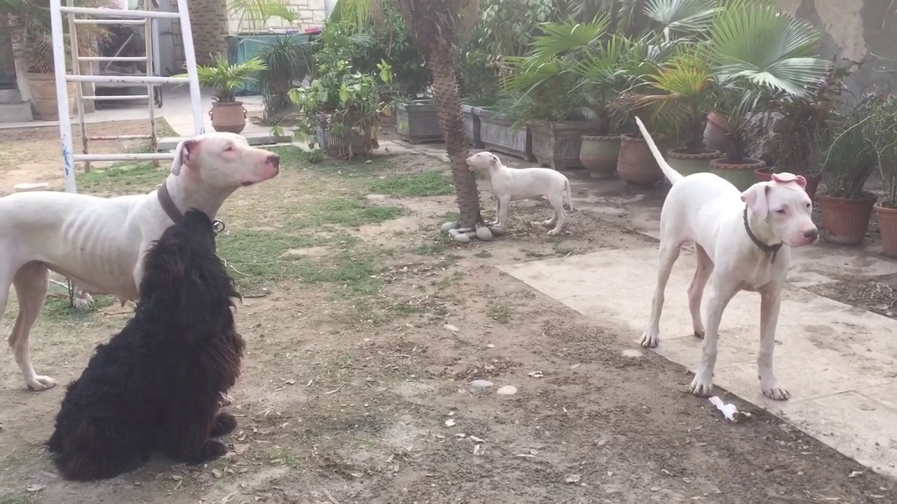 Kohati Gull Terr - YouTube