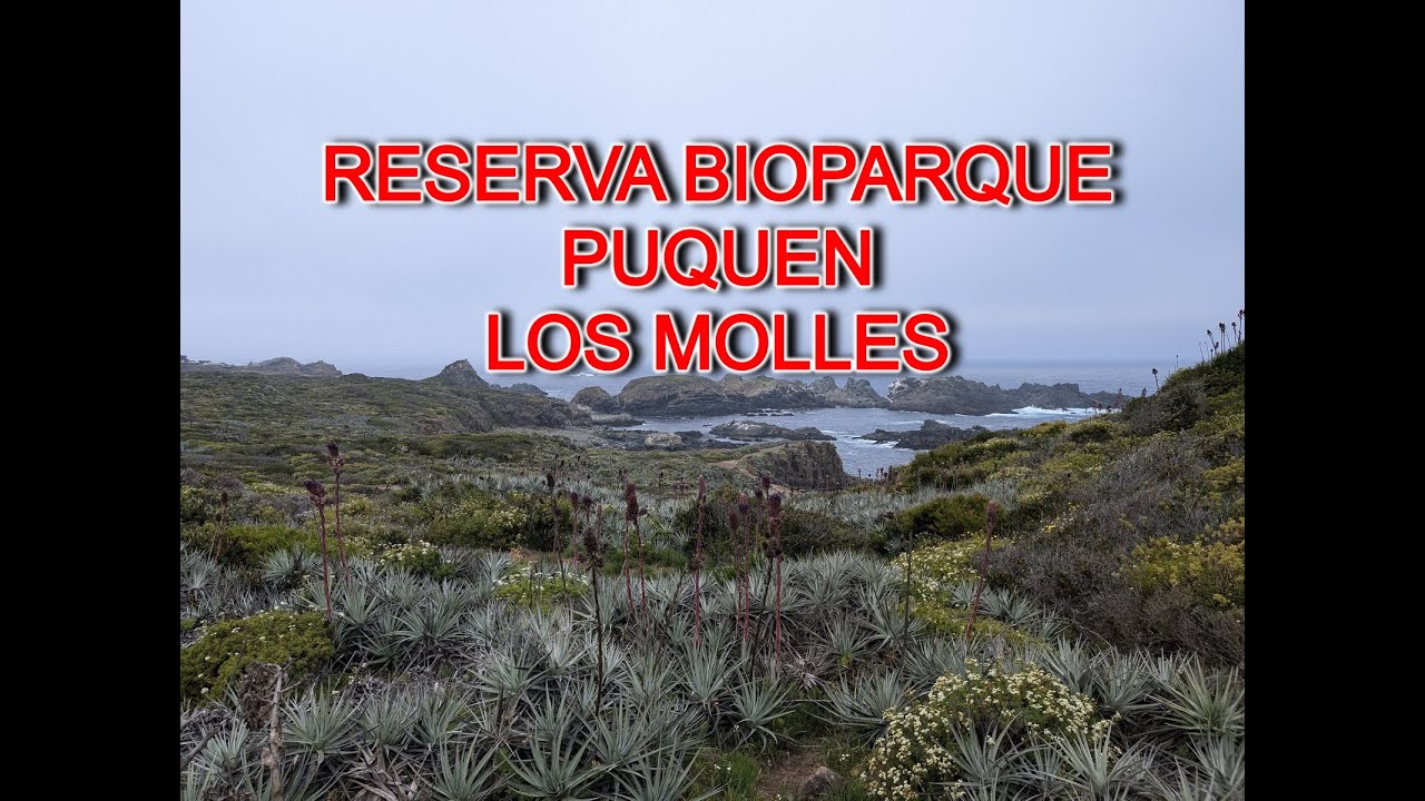 RESERVA BIOPARQUE PUQUEN, LOS MOLLES - VALPARAISO CHILE 4K - YouTube