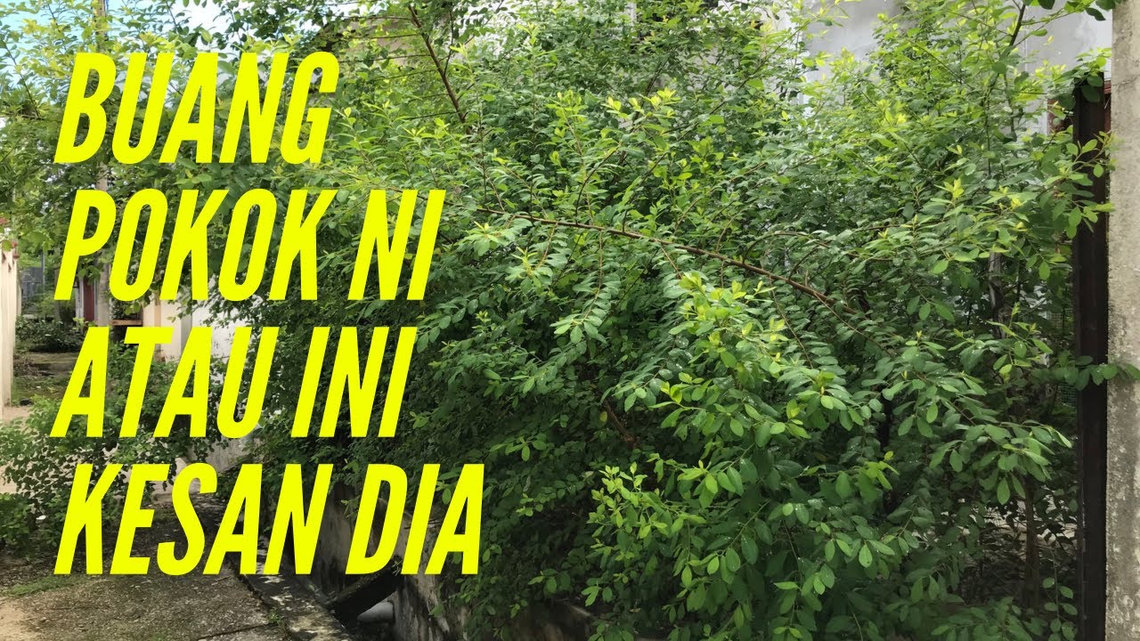 Apa jadi kalau tak buang pokok liar yang tumbuh belakang rumah ...