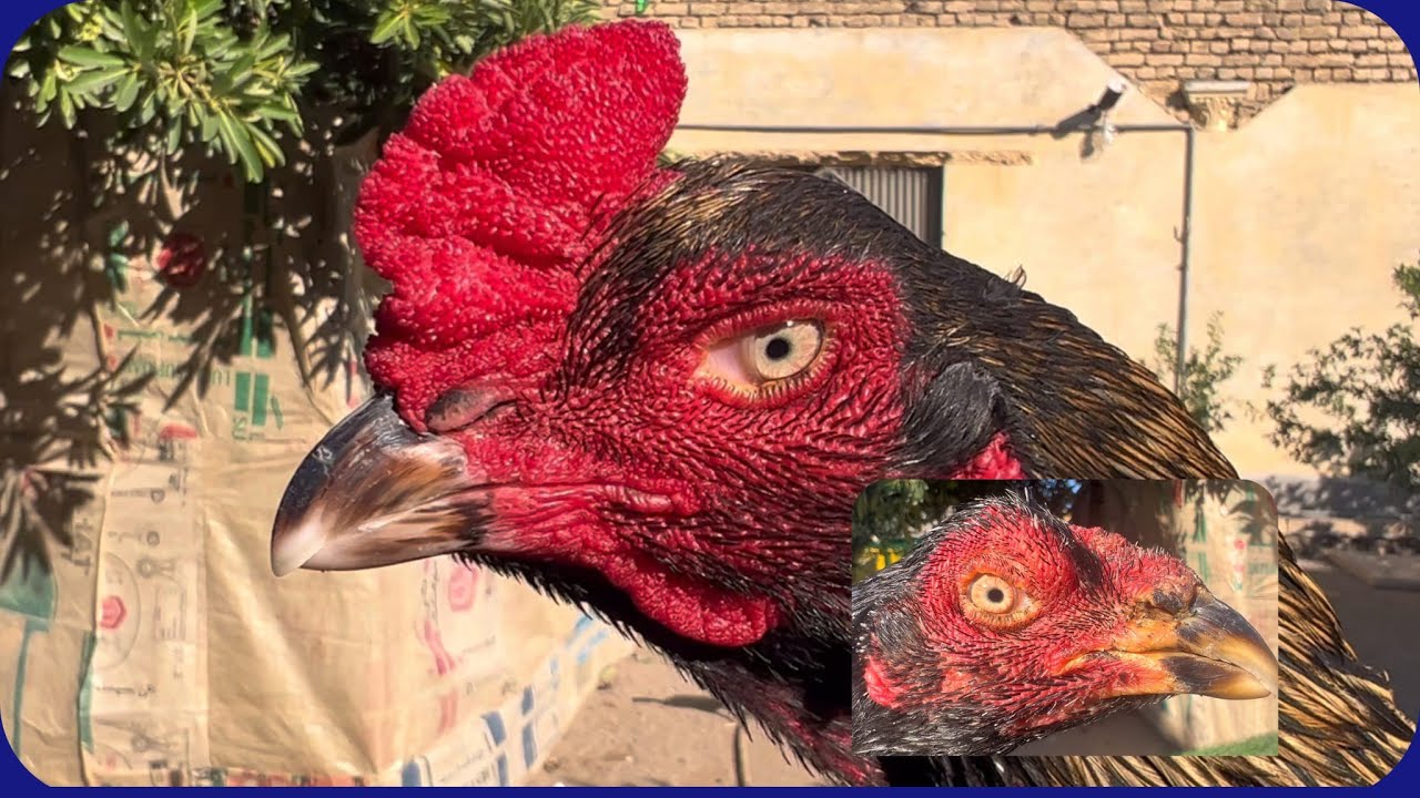 Aseel Chicken Breeding | Ali walay kala | aseel setup - YouTube