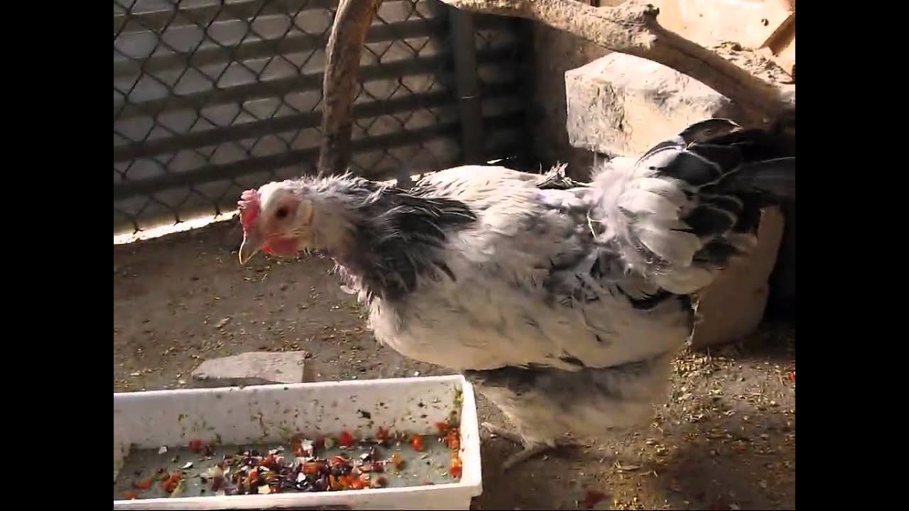 Hen growling - YouTube