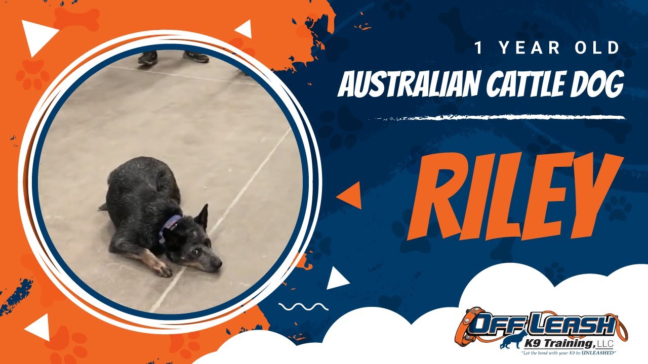 Australian Cattle Dog, 1 yo, Riley | Cattle Dog Training | Off Leash K9 ...
