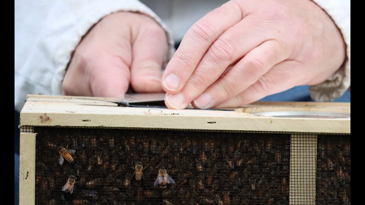 New 2023 Installing a honey bee package - YouTube