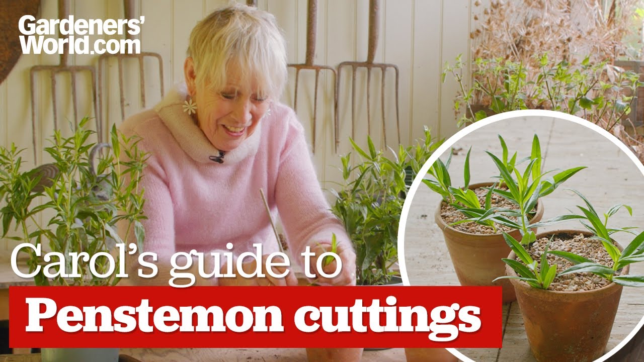 New plants for FREE | Carol's guide to taking PENSTEMON CUTTINGS - YouTube