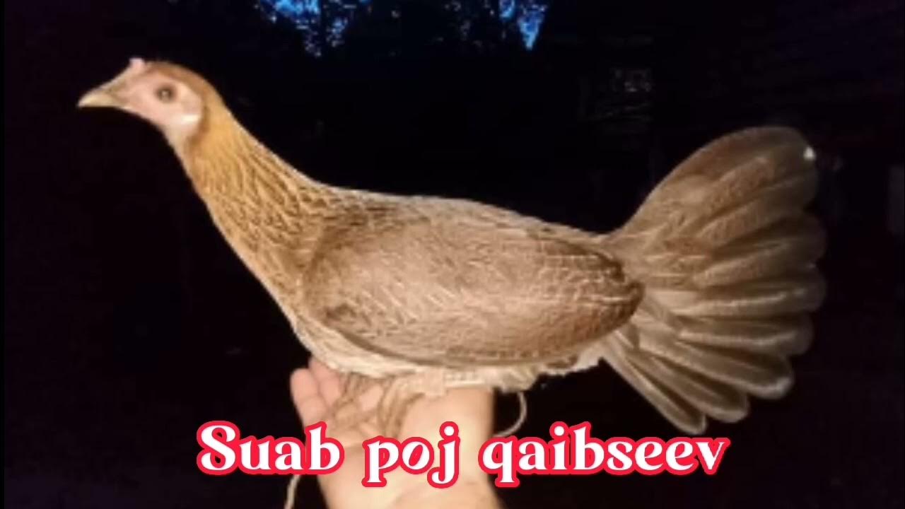 suab poj qaib seev 2023 - YouTube