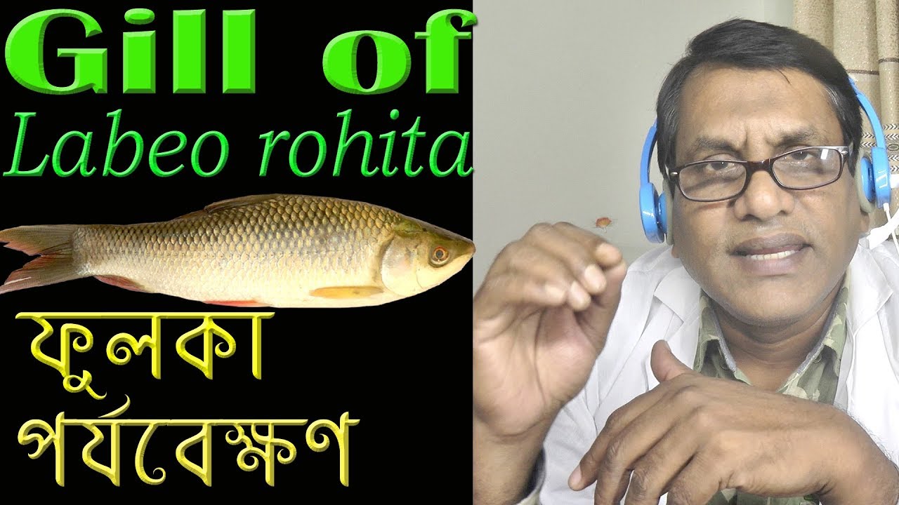 Gill of Labeo rohita রুই মাছের ফুলকা পর্যবেক্ষণ - YouTube