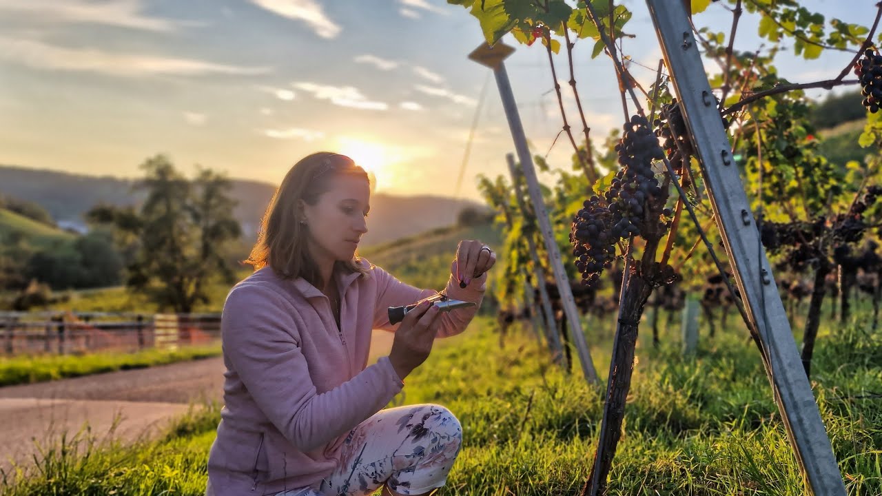 Sind die Trauben schon reif? | mit Herzblut zum Wein Vlog #333 - YouTube