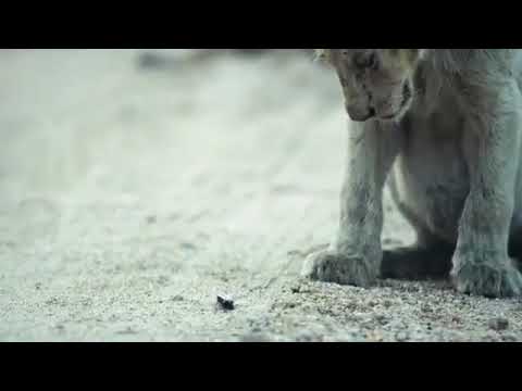 Funny wildlife | national geographic | natgeo wild | tiktok | whatsapp status videos