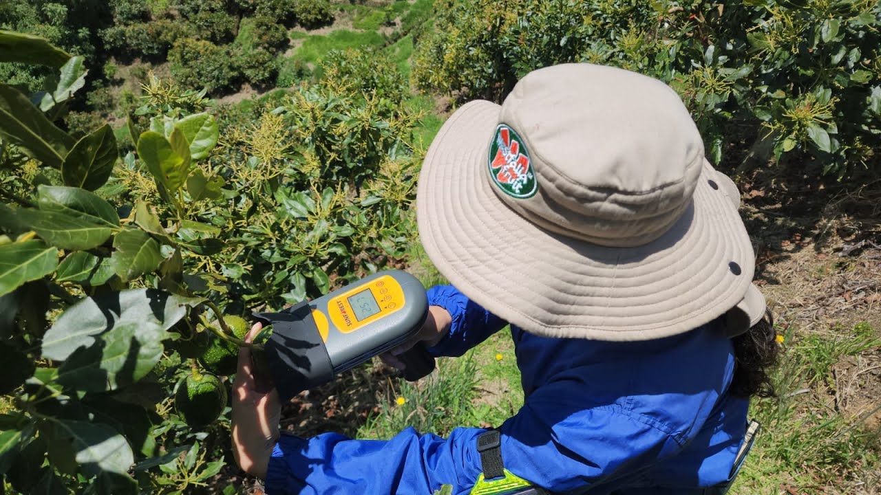 SUNFOREST H 100C Avocado DM Meter - YouTube
