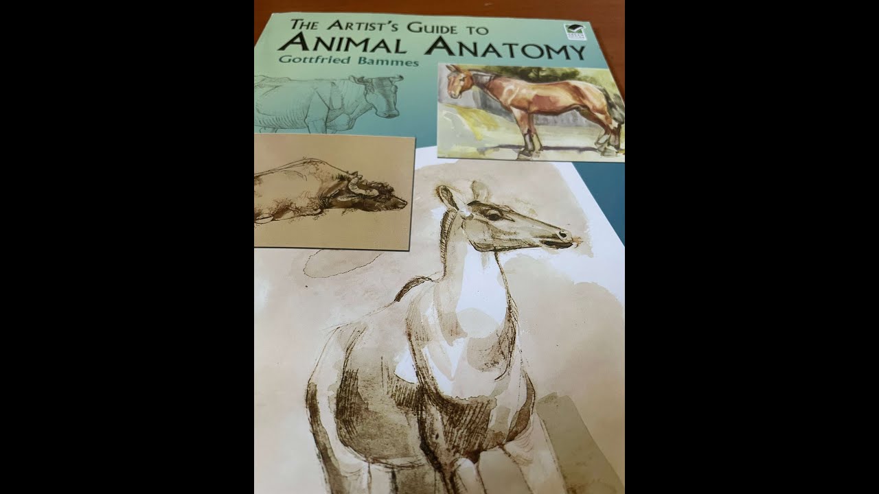 Old Great Drawing Book For Studying Animals - The Artist's Guide to ...
