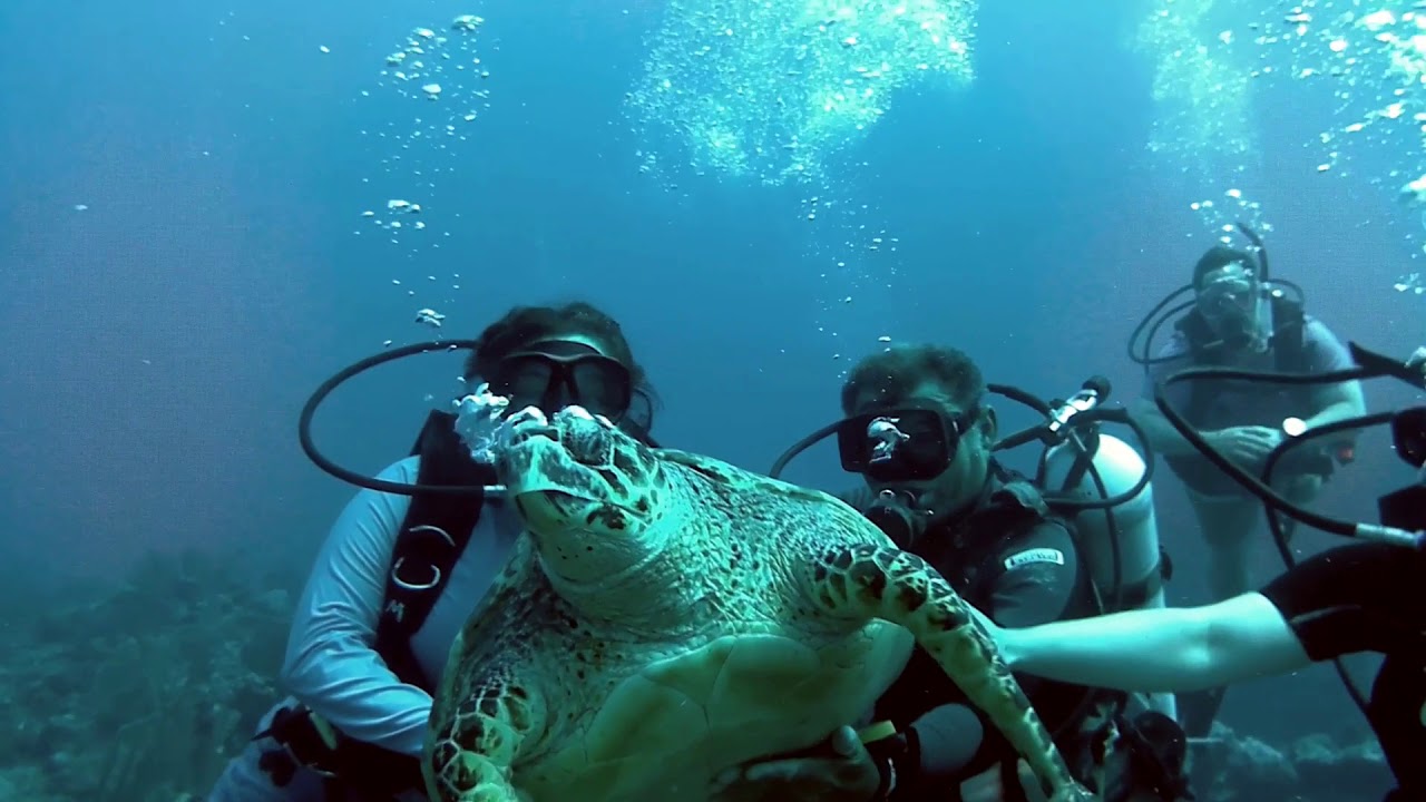 Scuba Diving in Belize - 2018 - YouTube