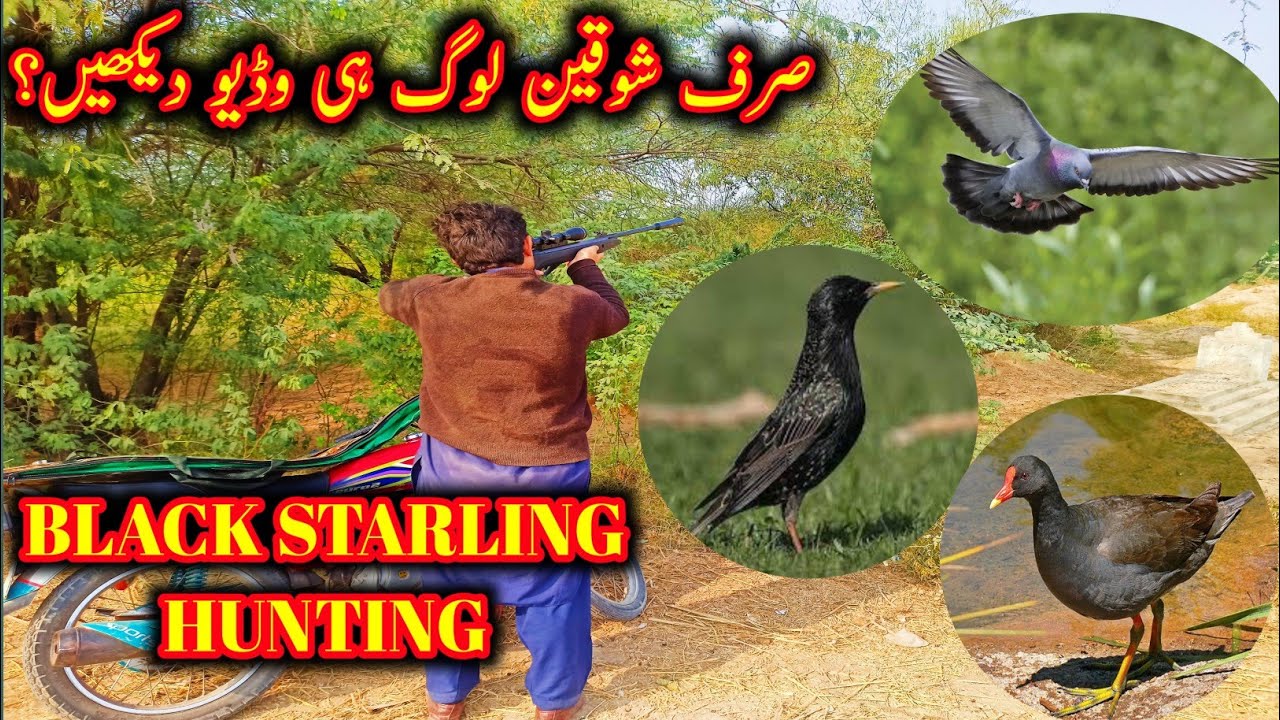 Dove And Black Starling Hunt With Airgun | Gamo Whisper X - YouTube