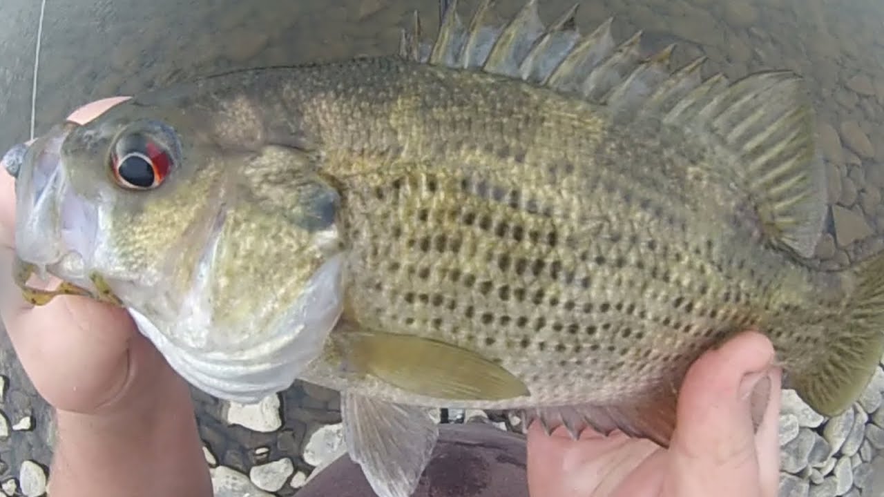 Vlog #94: Jig Fishing for Rock Bass, Walleye, and Smallmouth Bass - YouTube