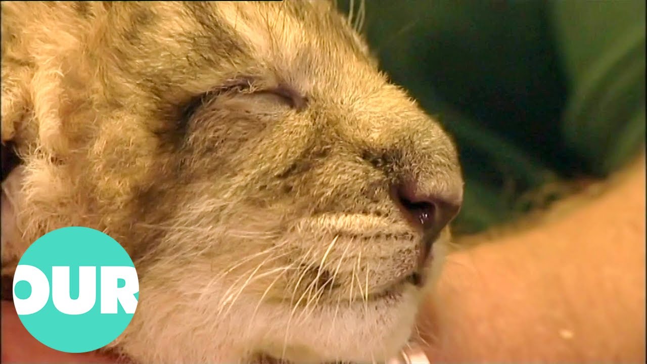 Meet Tejas: From The Endangered Species Of Lion | Zoo Days | Our World ...