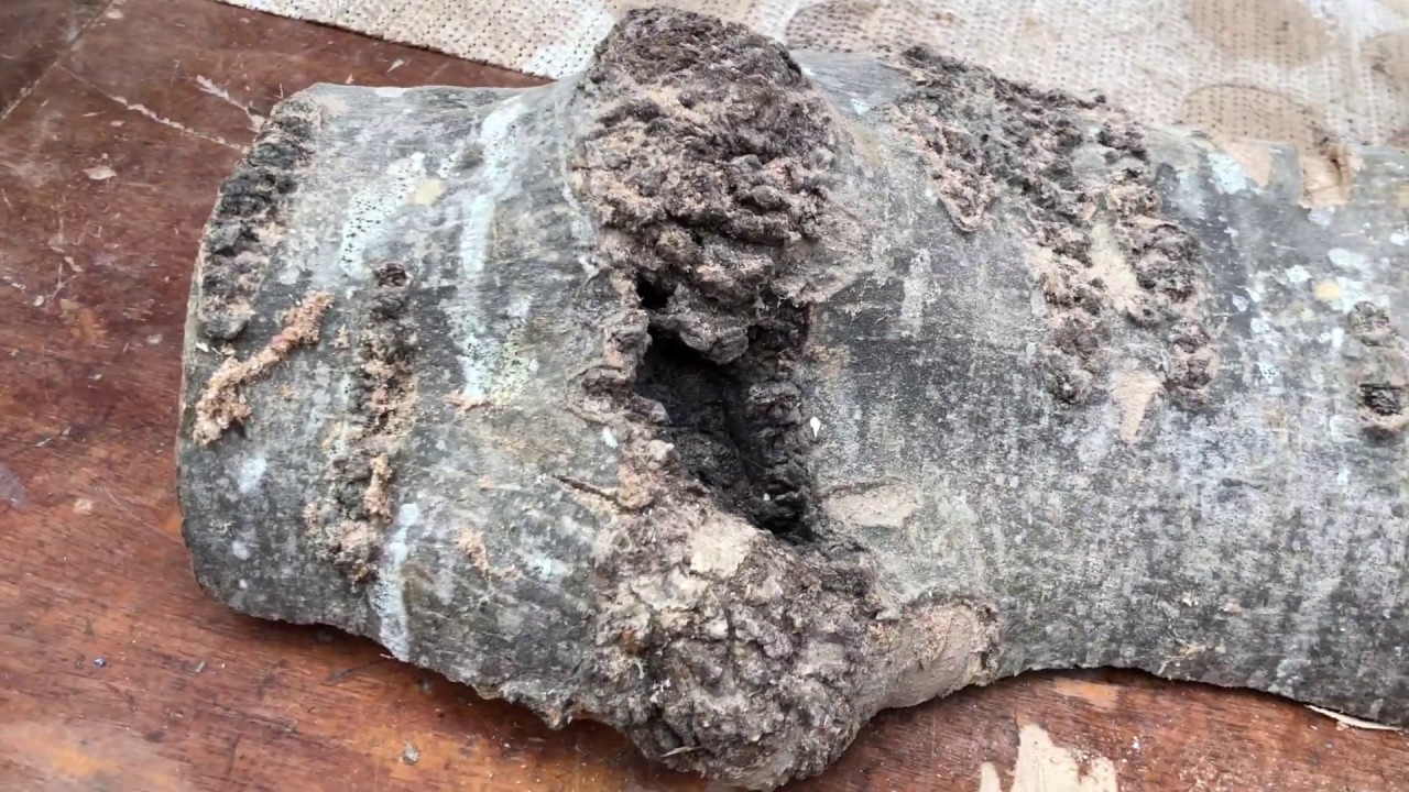 Woodturning - Carbis Bay Cankered Ash Live Edge Bowl 4k - YouTube