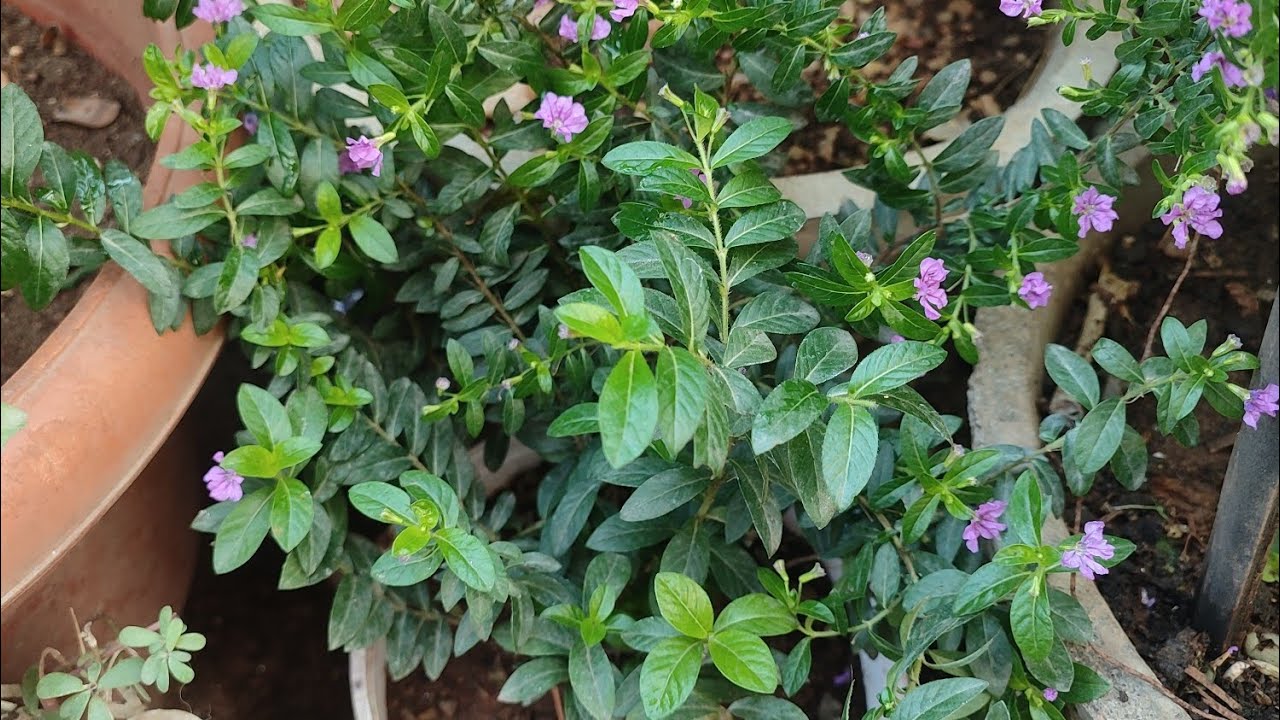 kufiya plant care! kufiya flower, How To Care For Kufiya Plants (and ...