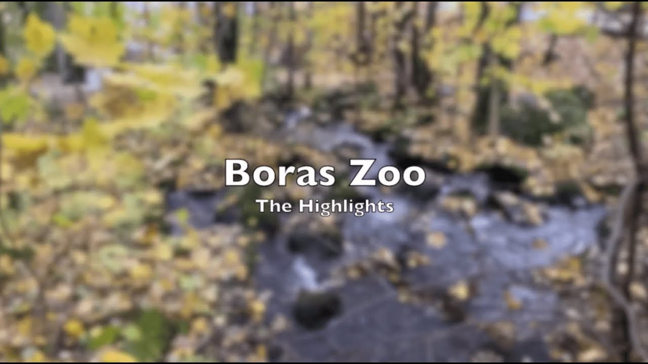 25/10/20 - Boras Zoo - YouTube