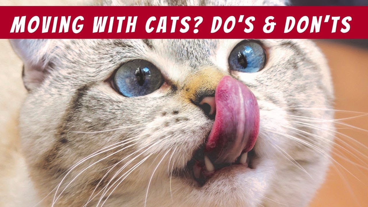 Moving with Cats (Part 1): What to Do and What to Avoid to Minimize ...