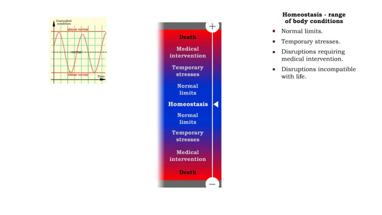 Homeostasis (range of body conditions, normal limits, mild stresses ...