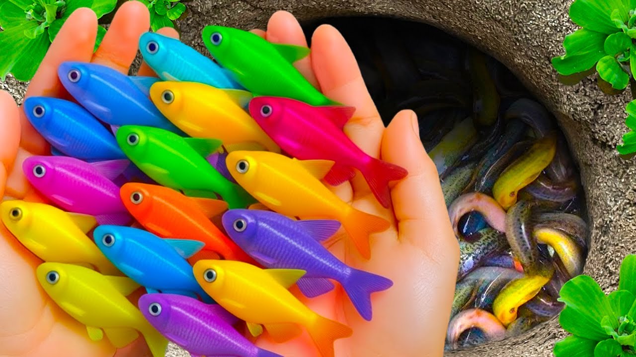 Catch Beautiful and Strange Fish from Tiny Pond, Carp, Pencil Dish ...