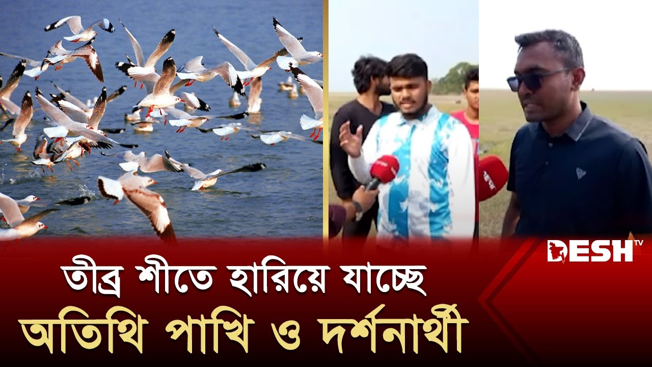 ভোলার চরাঞ্চলগুলোতে তীব্র শীতে হারিয়ে যাচ্ছে অতিথি পাখি | Bhola | Bird ...