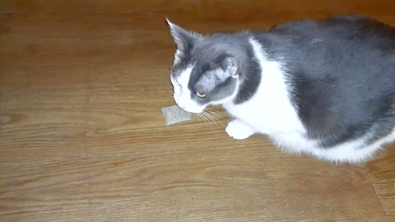 Remy got catnip from Santa - YouTube