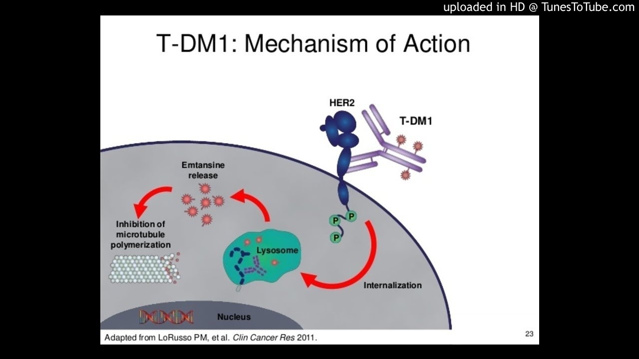 T Dm1 Adjuvant Trastuzumab Emtansine Versus Paclitaxel In Combination