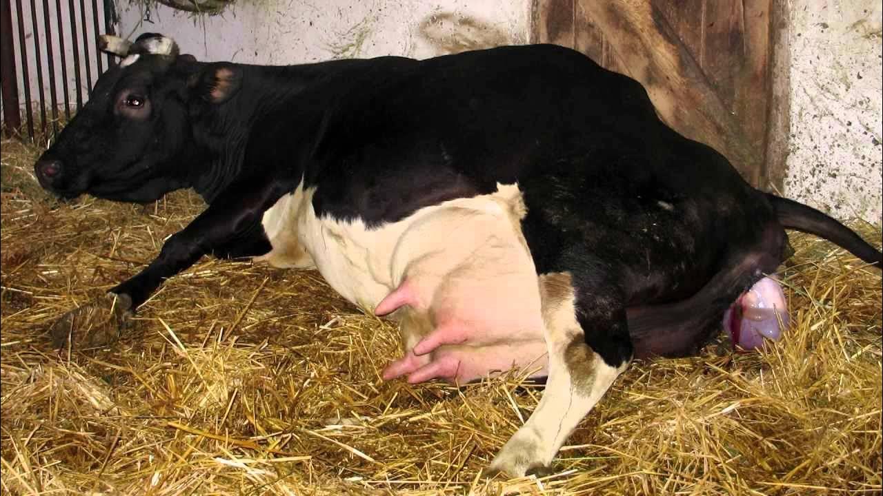 ts3 - telefonske zajebancije [JALOVA KRAVA] - YouTube