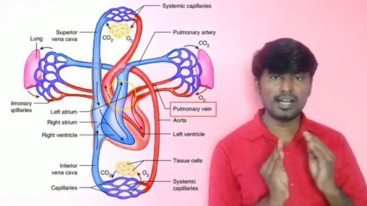 BLOOD VESSELS HUMAN CIRCULATORY SYSTEM NEET BIOLOGY IN TAMIL blood-vessels-human-circulatory-system-neet-biology-in-tamil