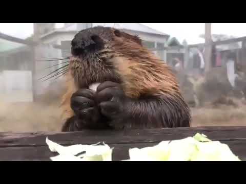 Beaver Munching Cabbage - Surprisingly Relaxing - YouTube