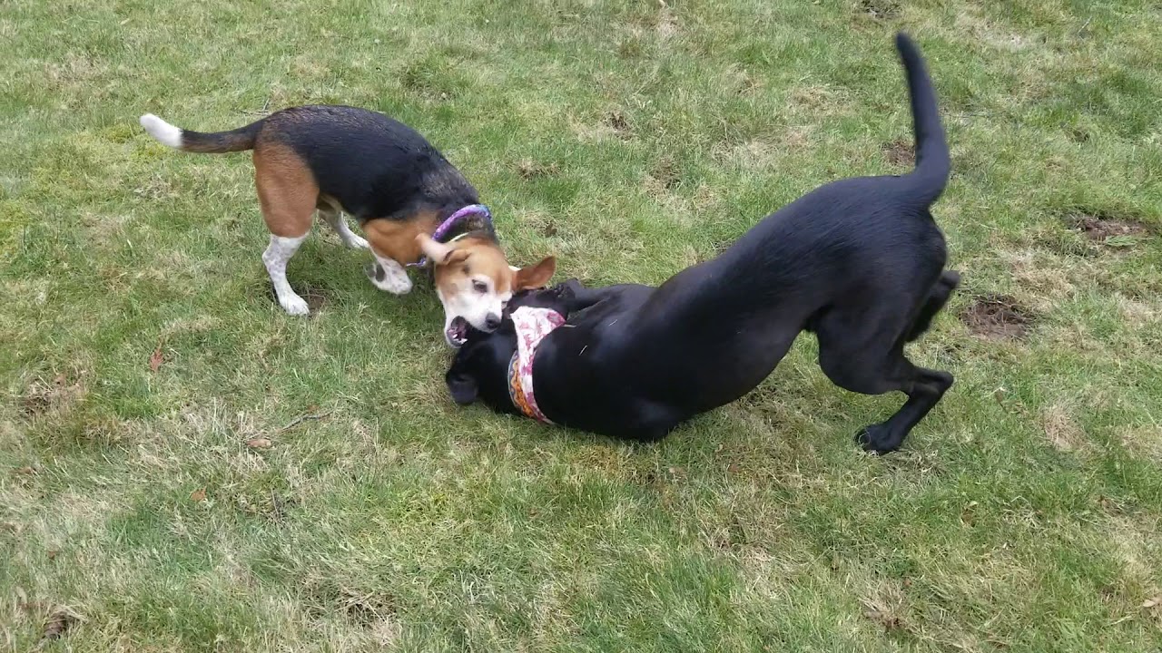Beagle and Black Lab/Pitbull Mix Do A Wrassle - YouTube
