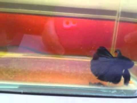 Siao ding dong(s) in my office - YouTube