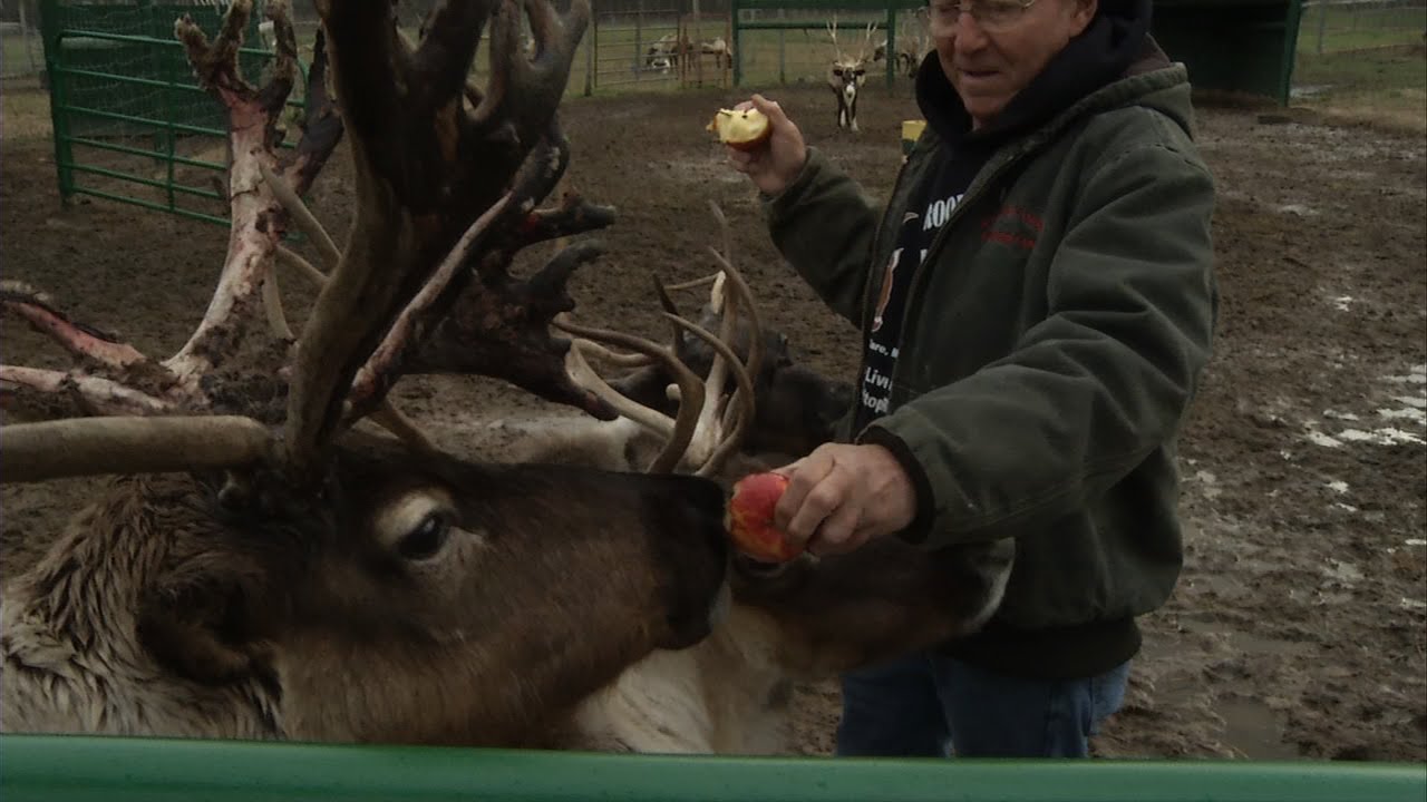 A Man's Passion For Raising Reindeer - YouTube