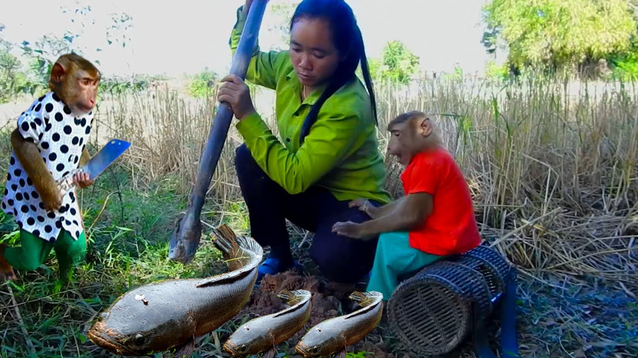 Best SokYaa Help Catching Fish Mom At Field, How To Catch - YouTube