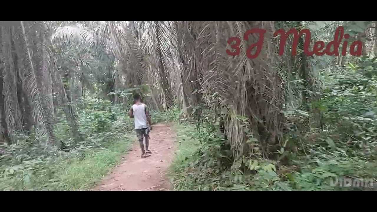 The Big Tree |Akyem Aprokumase | Akim Oda | Birim South | Eastern ...