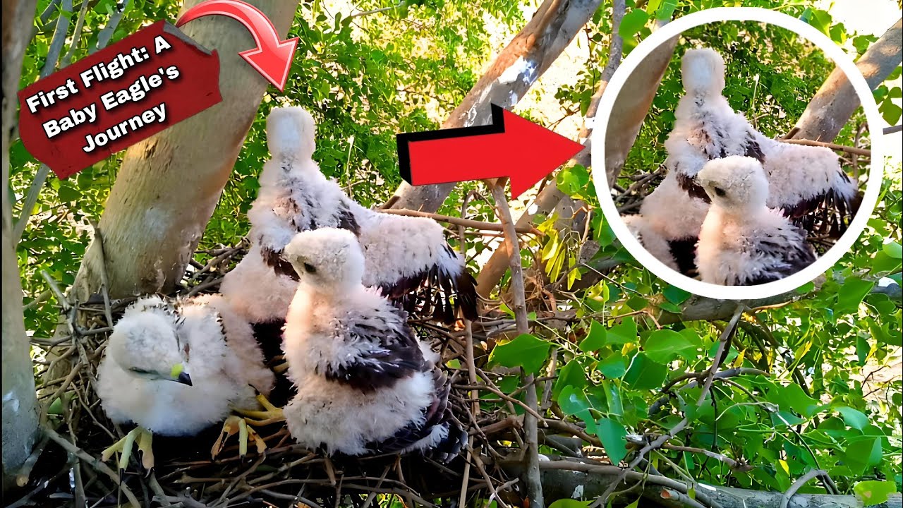 First Flight A Baby Eagles Journey to the Skies. From Nest to Sky ...
