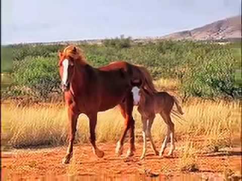 Spanish Barb - YouTube