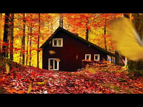 50 dklık yaprak yağmuru sesi yedigöller Bolu sonbahar🍁🍂