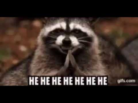 hehehe gif racoon - YouTube