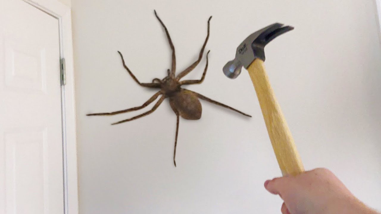 this SPIDER is stuck in my room… - YouTube