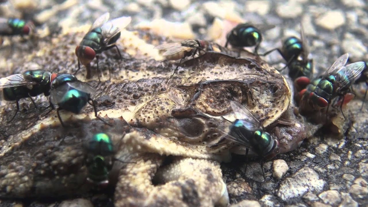 Flies eat toad on a road. - YouTube