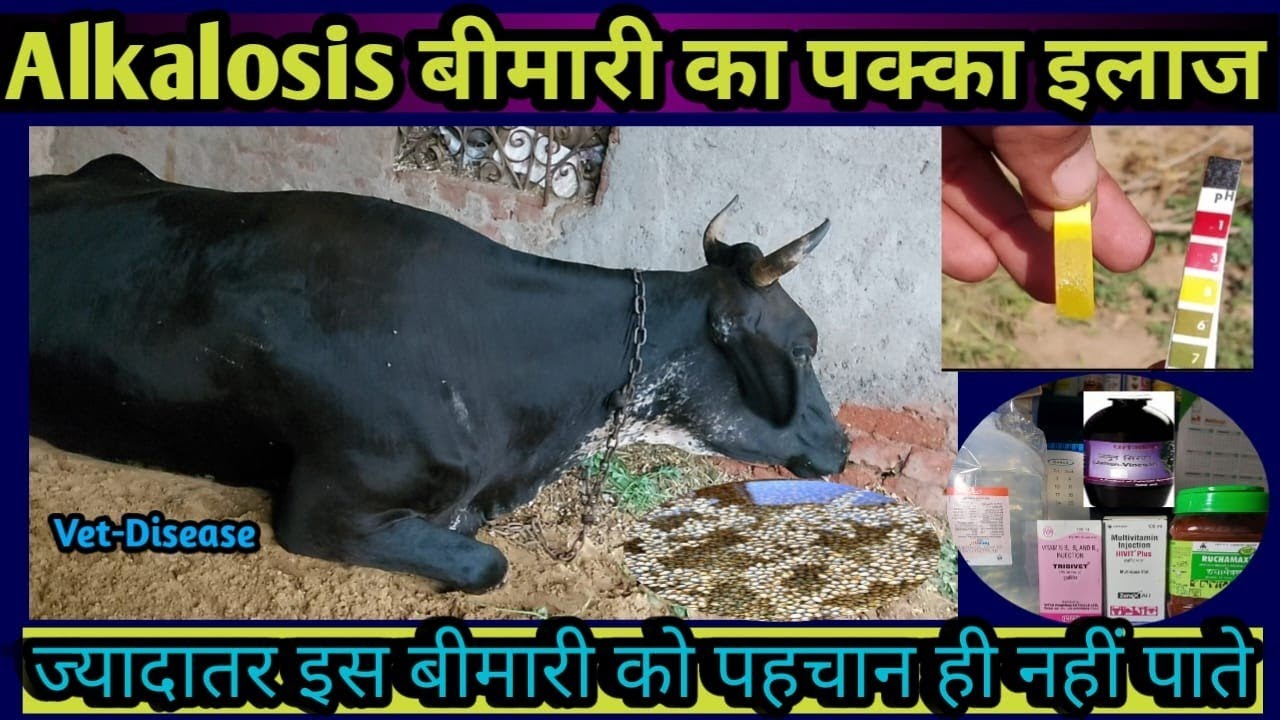 Alkalosis Treatment in Cow/Buffalo|| एल्कलॉसिस बीमारी का इलाज||Vet ...