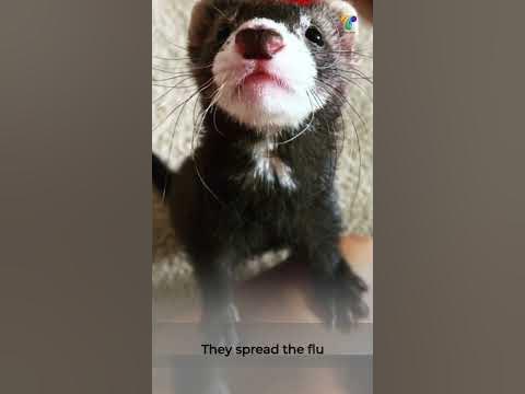 Amazing facts about Ferret - YouTube