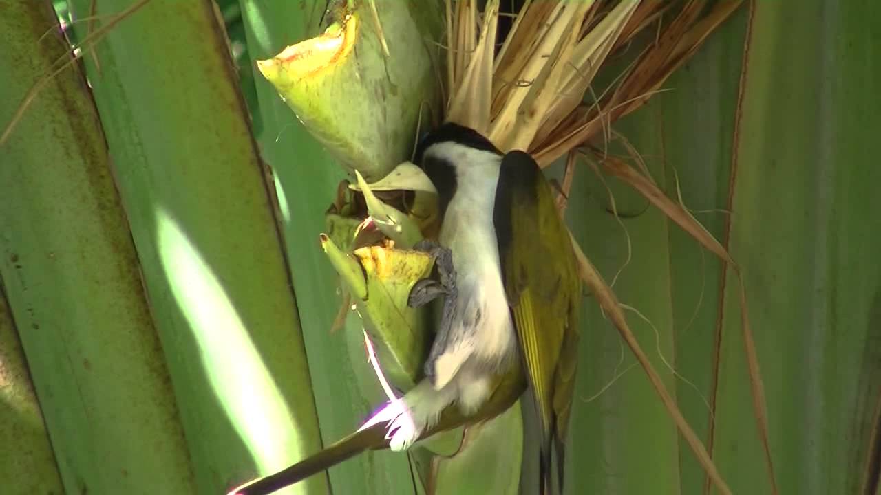 Northern Territory - Environment Centre NT - Native Birds - YouTube