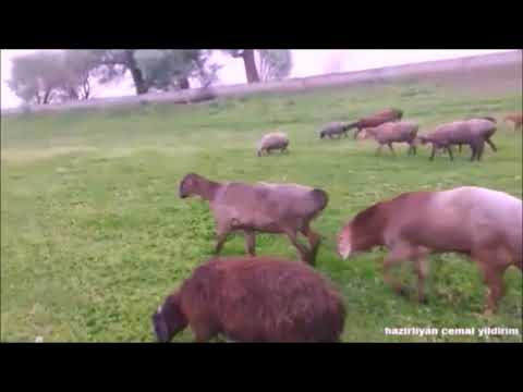 Xelîl Xemgîn  Hey Lê Dayê 2020
