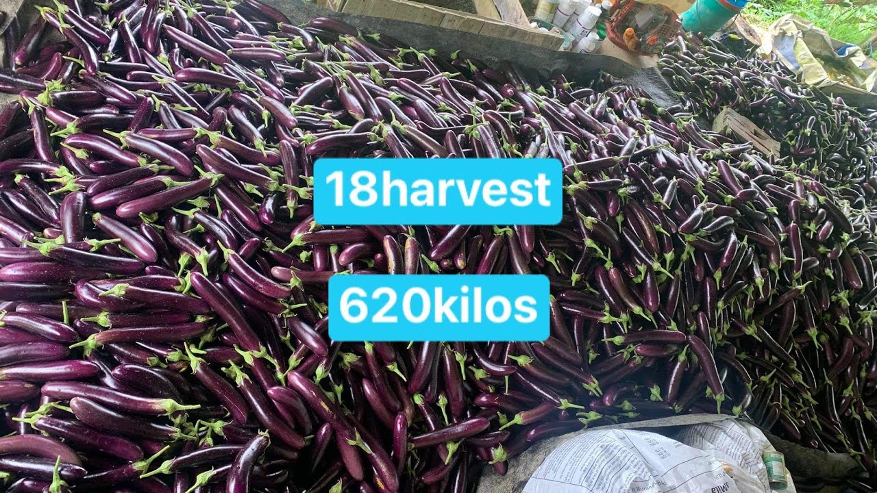 Calixto F1 18th harvest - YouTube