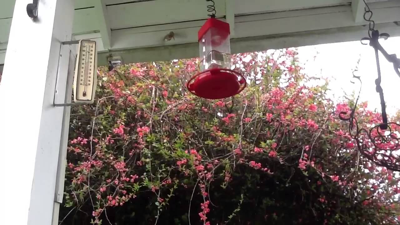 Off Grid Living - Humming bird colony - early spring - YouTube