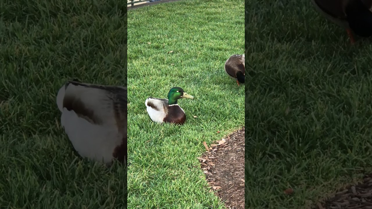 Singing duck - YouTube