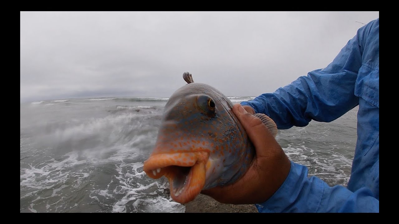 Natal Wrasse - YouTube