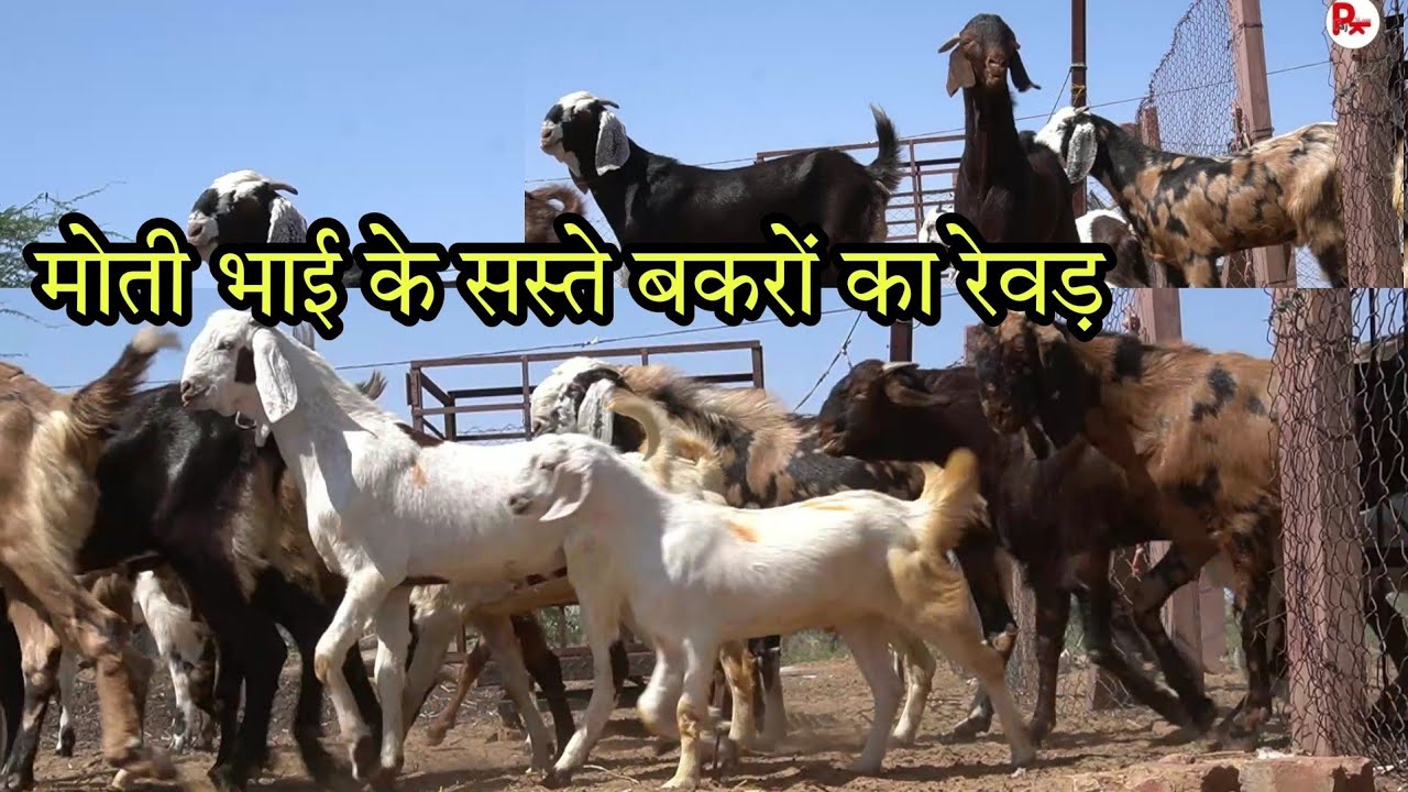 सिरोही गुजरी अजमेरी बकरी और बकरो का कलेक्शन | moti bhai ka sirohi ...